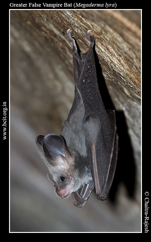 Photo Gallery – Bat Conservation India Trust