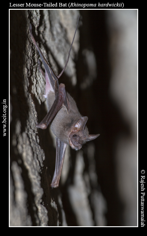 Photo Gallery – Bat Conservation India Trust